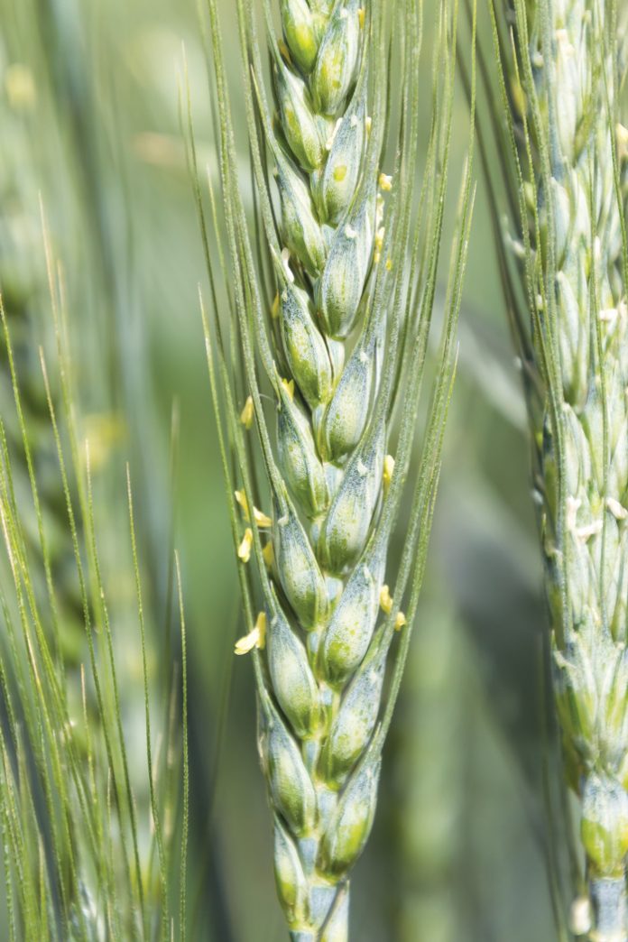 Wat is fout met my koring? - SA Grain