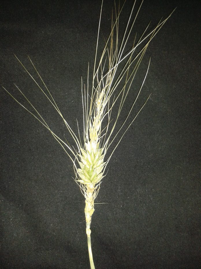 Wat is fout met my koring? - SA Grain