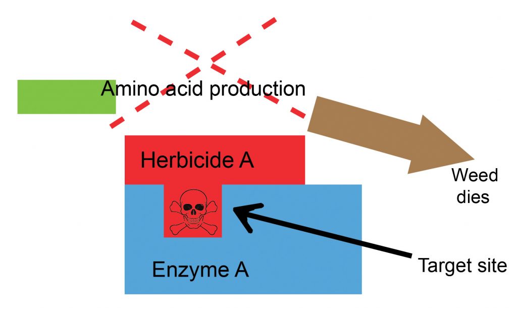 Target-site herbicide resistance in barley: a three-year summary - SA Grain