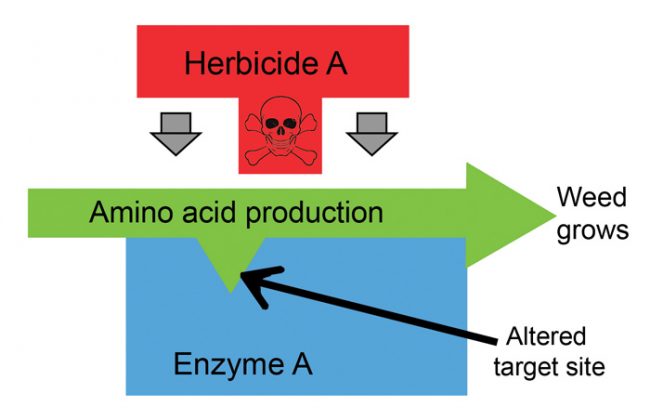 Target-site herbicide resistance in barley: a three-year summary - SA Grain