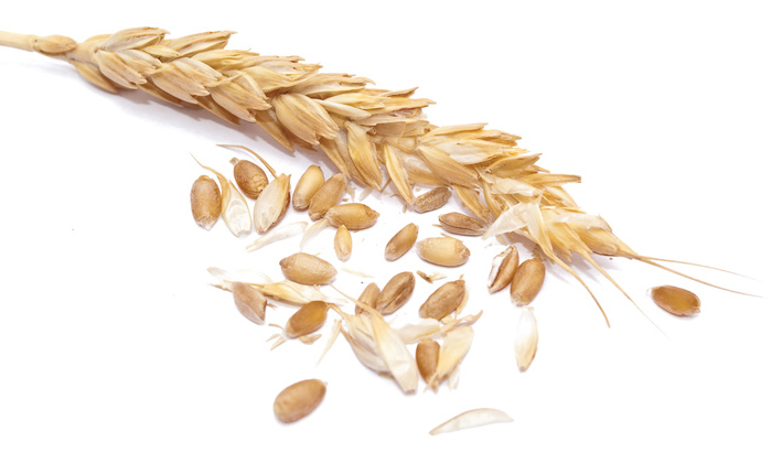 Maak koring in somersaai­gebiede nog sin? - SA Grain