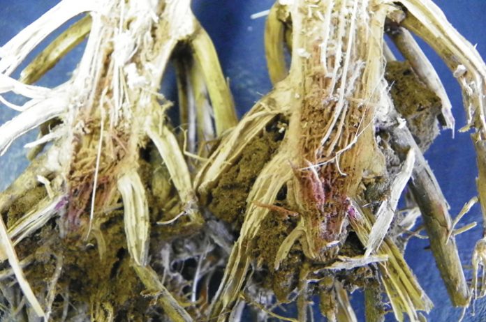 Maize stalk rots: unseen yield assassins - SA Grain