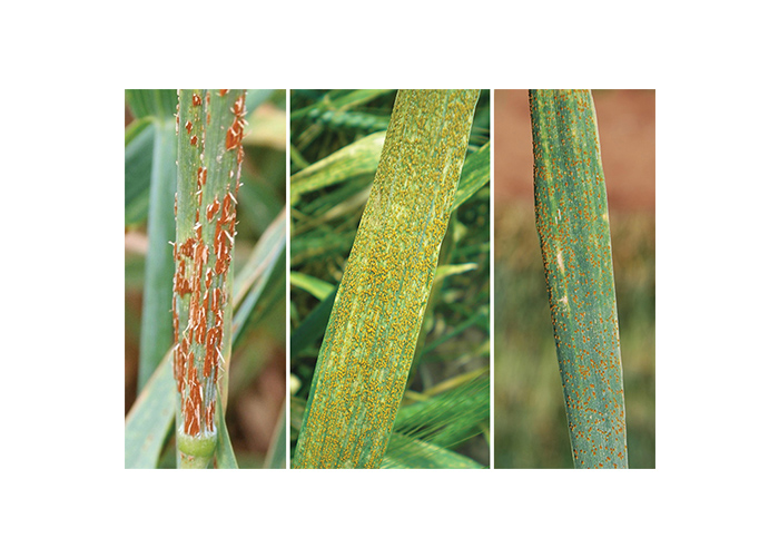 Keeping an eye on increasing wheat rust incursions - SA Grain
