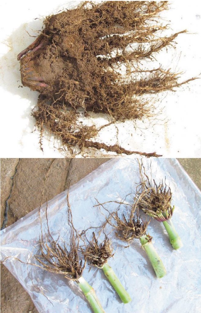 Nematodes – a semi-commercial farmer’s microscopic enemy - SA Grain