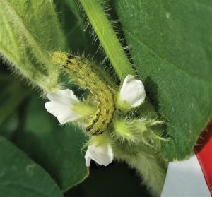 Be on alert for these insect pests - SA Grain