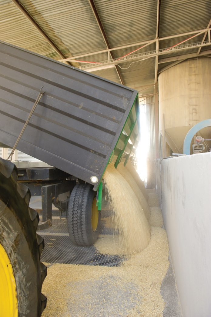 Maize discolouration and water damage – what is the impact on quality ...