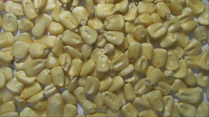 Maize discolouration and water damage – what is the impact on quality ...