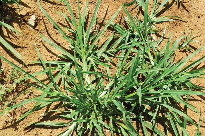 Article Series - SA Grain