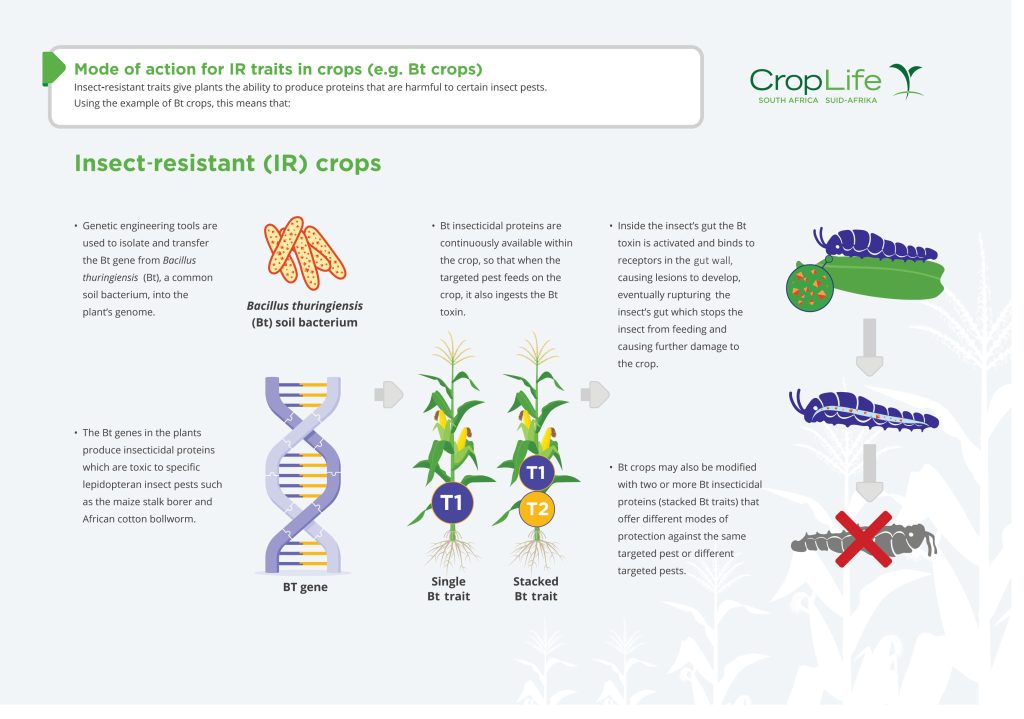 Opportunities to incorporate plant biotech in IPM strategies - SA Grain
