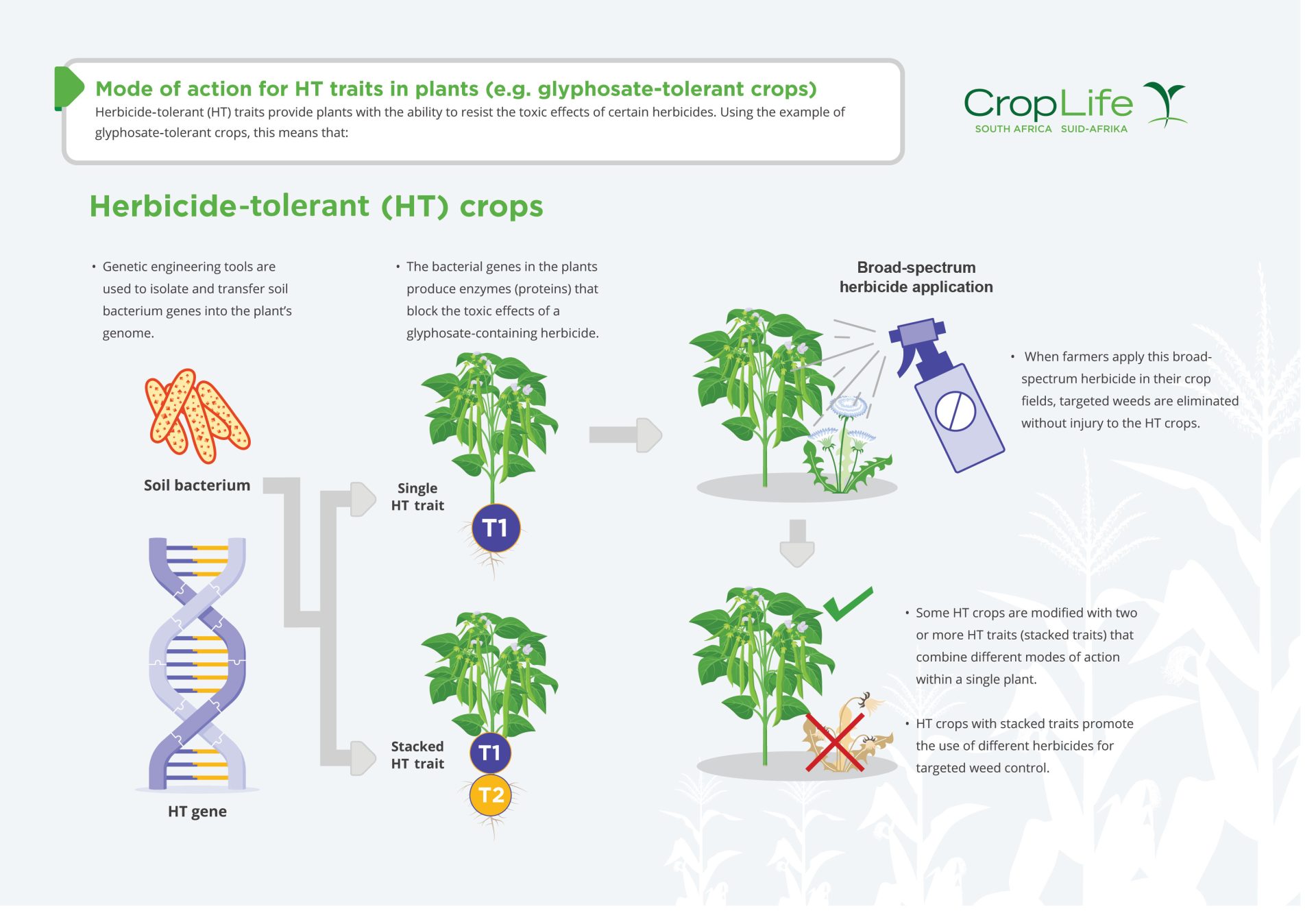 Opportunities to incorporate plant biotech in IPM strategies - SA Grain