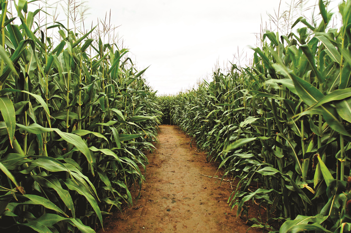 Mielies: Om oor te plant of nie … - SA Grain