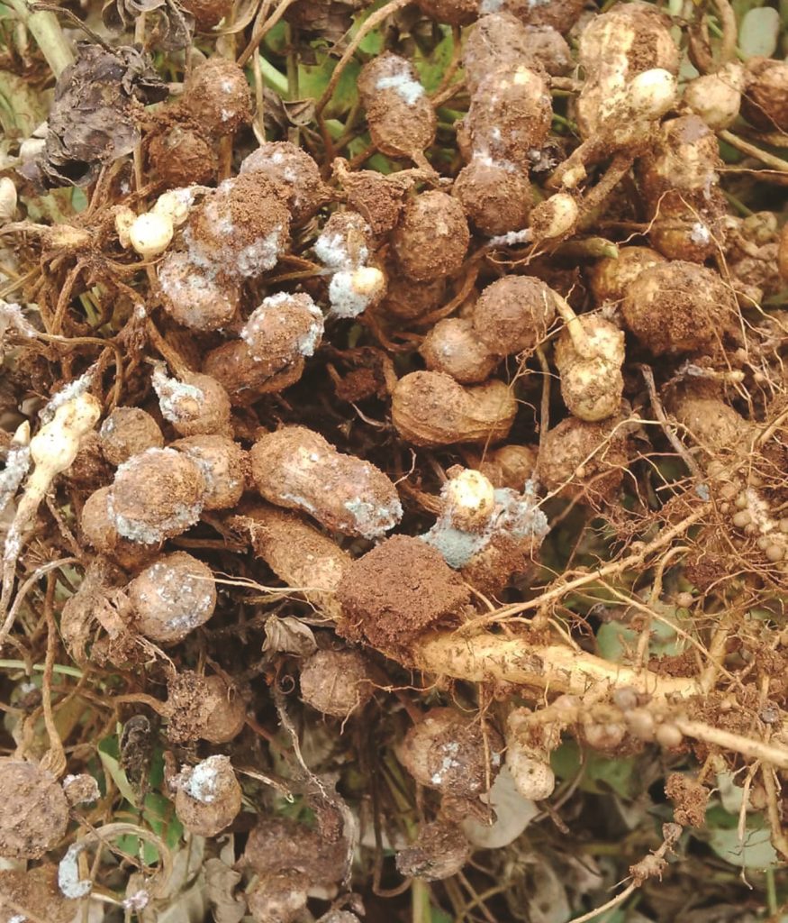 Control measures for aflatoxins on groundnuts - SA Grain