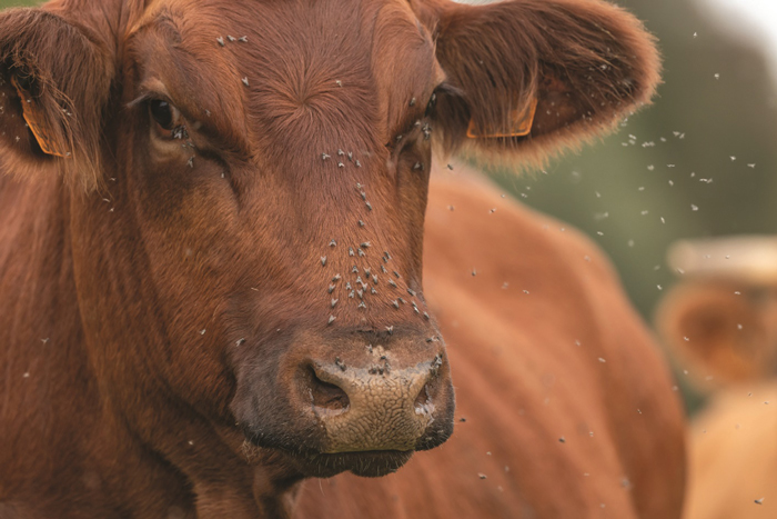 Parasitiese wespe ingespan om vlieë te beheer - SA Grain