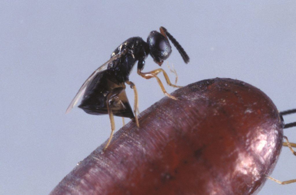 Parasitiese wespe ingespan om vlieë te beheer - SA Grain