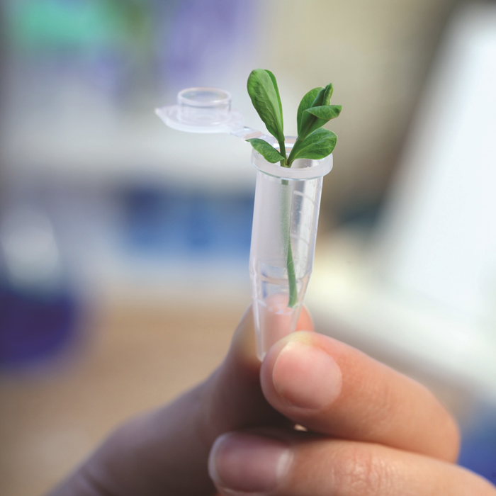More food secure with new breeding technologies - SA Grain