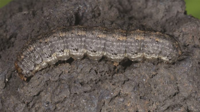 Cutworm management: Are producers getting it right? - SA Grain