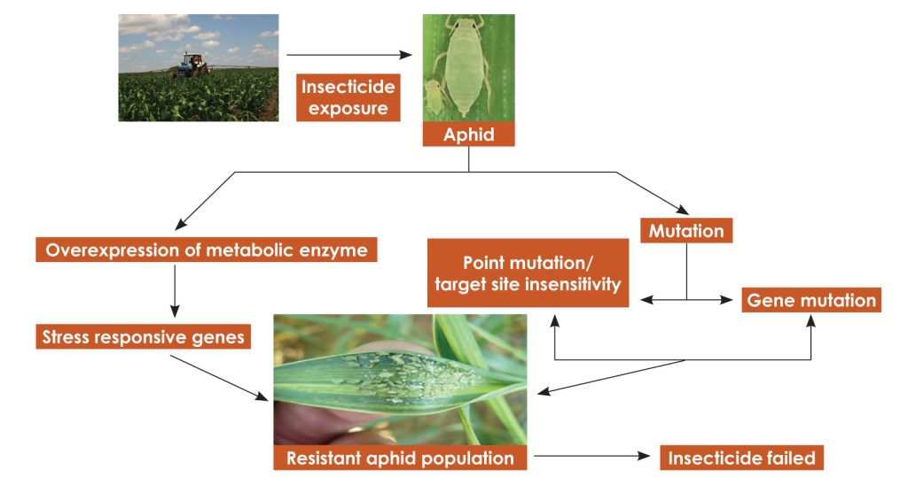 Effect of insecticides on aphids: evolution of resistance - SA Grain