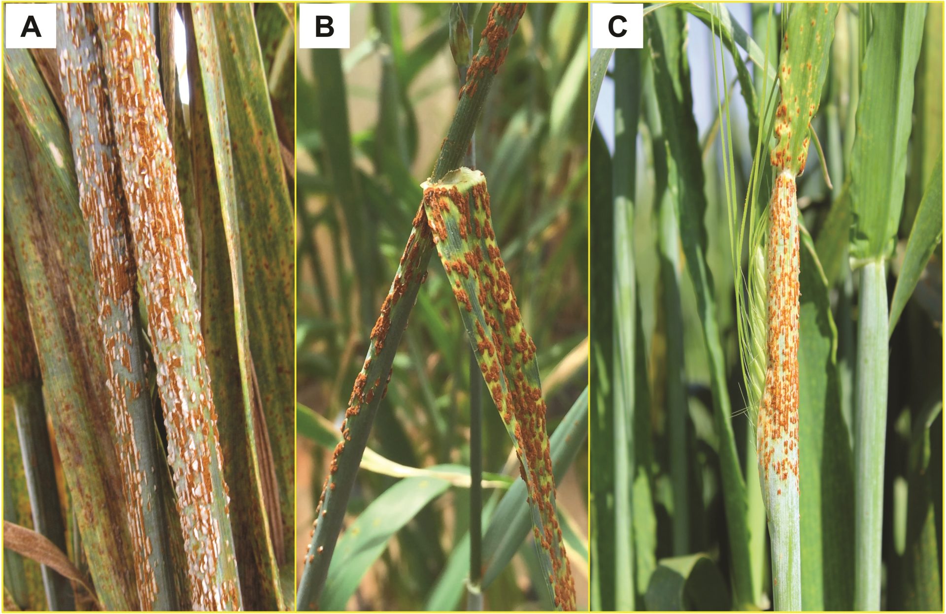 Sensitiwiteit vir swamdoders by stamroesswam getoets - SA Grain