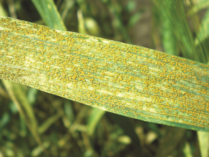 Knowledge crucial in fight against rust - SA Grain