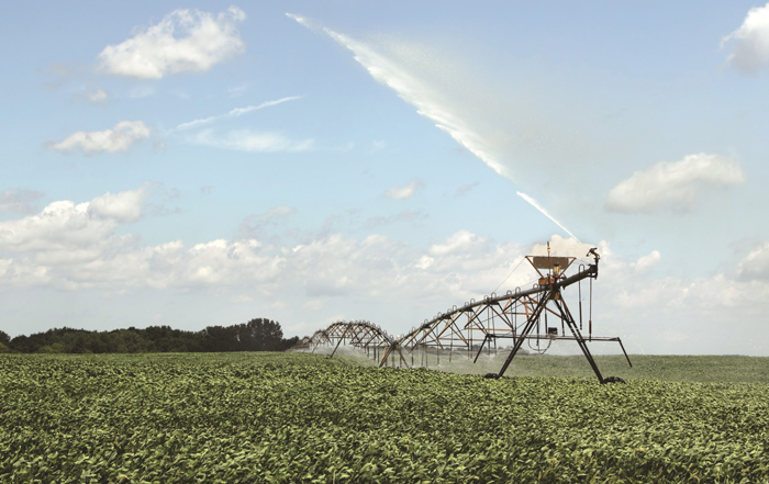 Holistiese benadering kan spilpunt-vogverlies minimeer - SA Grain