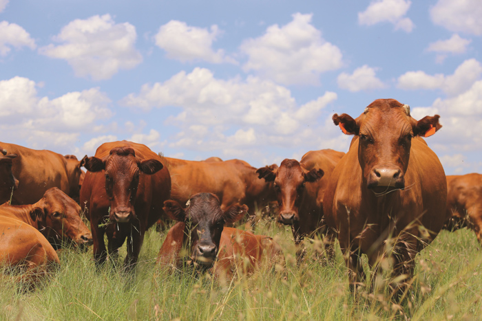 New trends in livestock breeding - SA Grain