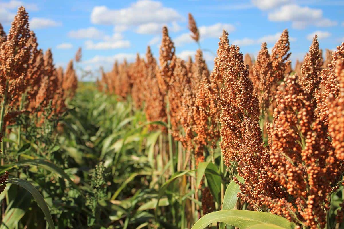 Die bitter en soet van SA se sorghummark - SA Grain