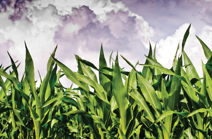 Programme paves way for large-scale on-farm trials - SA Grain