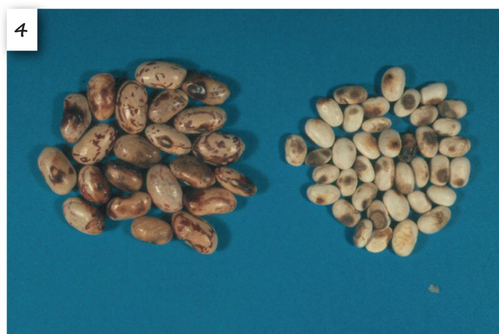 Dry bean production thwarted by opportunistic seed-borne disease - SA Grain
