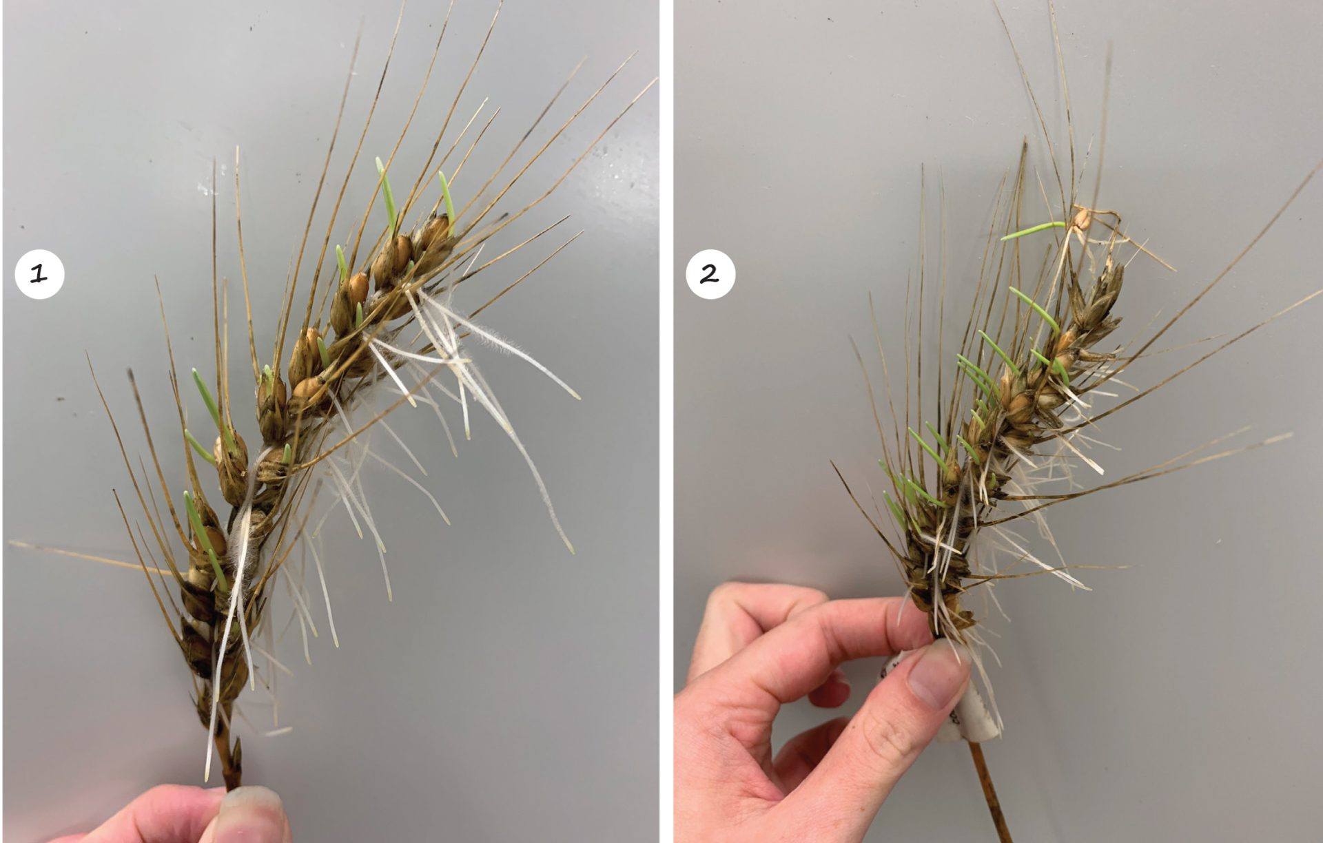 Navigating the threat of pre-harvest sprouting of wheat - SA Grain