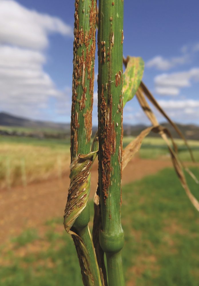 STEM RUST remains a THREAT to wheat production - SA Grain