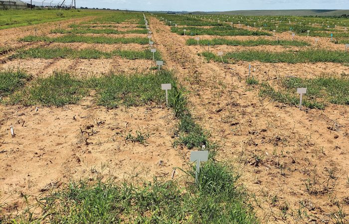 Vooropkomsdoders – rook dit die pyp met onkruidbeheer? - SA Grain