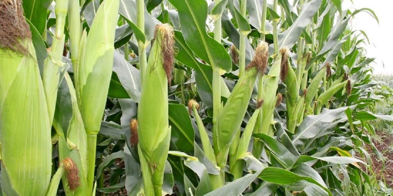 Genetic and mechanised innovations in SA maize production - SA Grain
