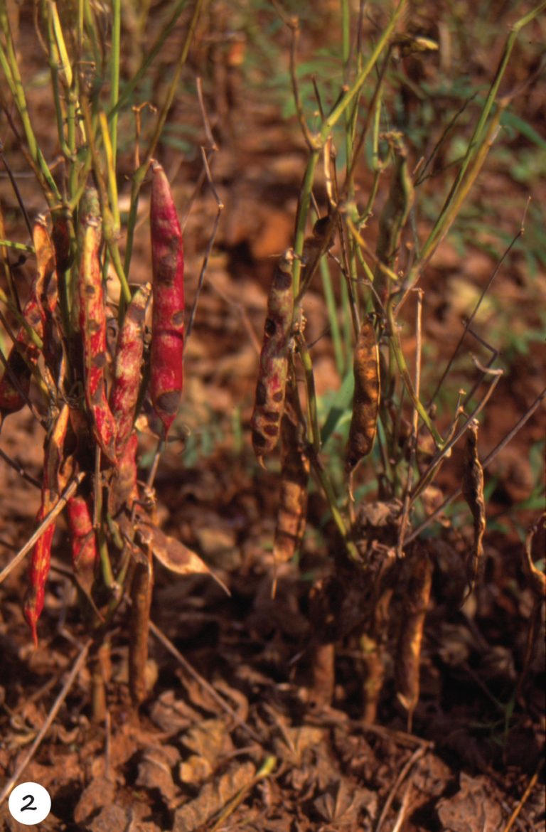 ANGULAR LEAF SPOT on dry bean production - SA Grain