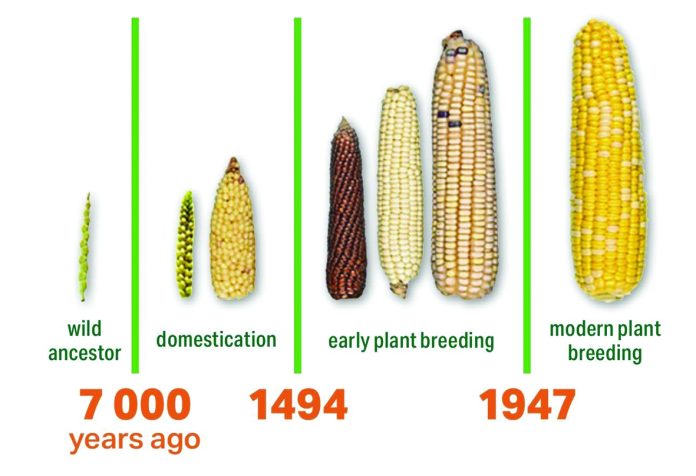 Genetic and mechanised innovations in SA maize production - SA Grain