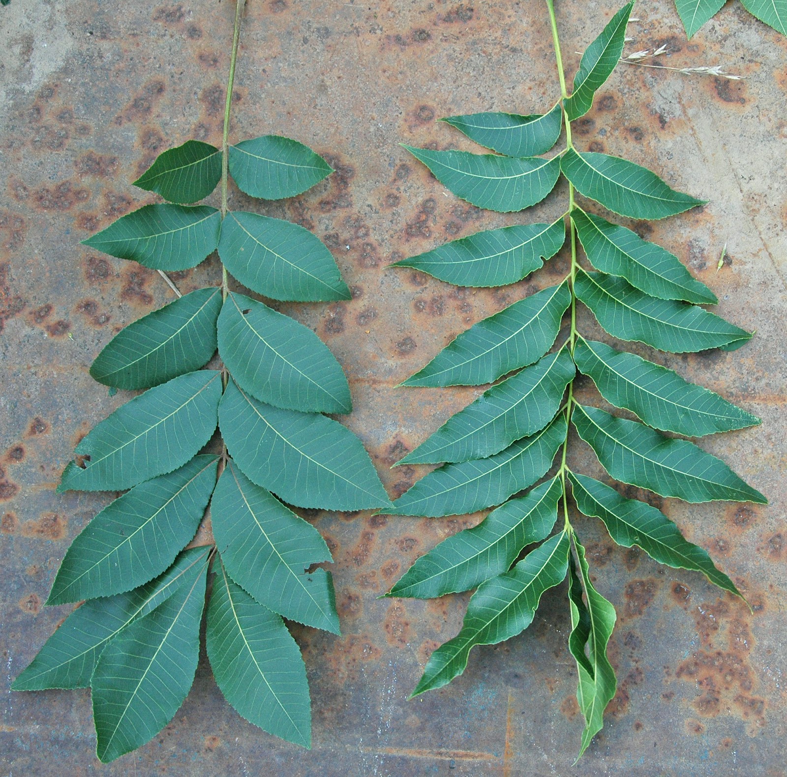 Pecan leaf sampling AS A TOOL - SA Grain