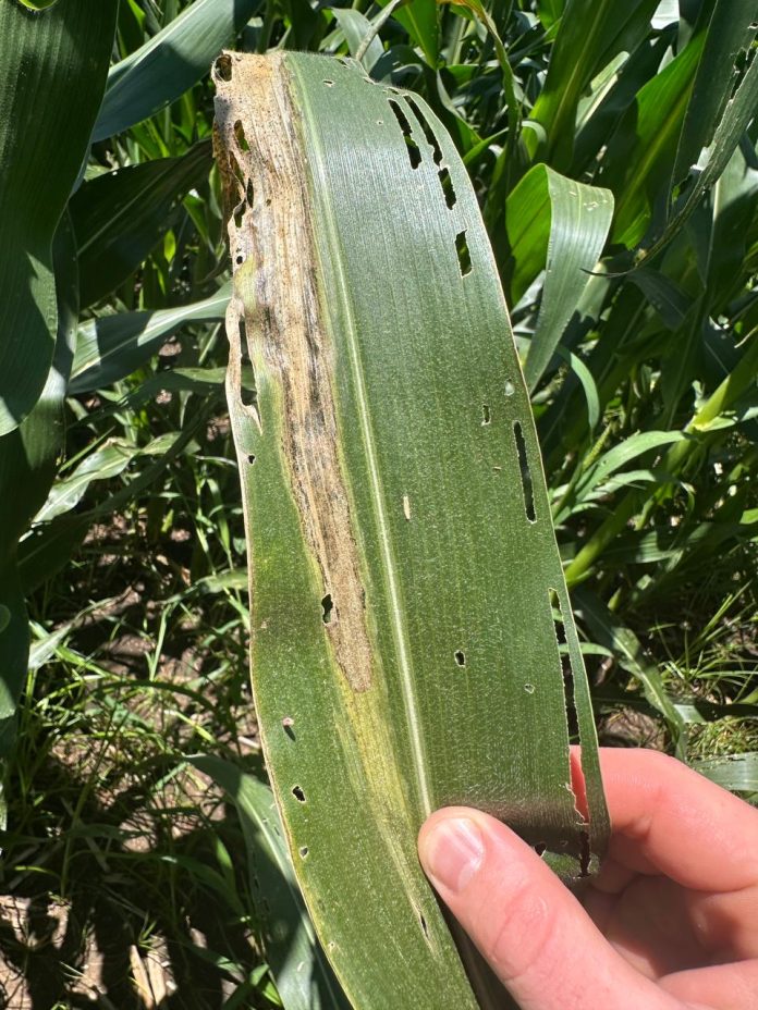 Understanding Goss’s wilt and its impact on maize production - SA Grain