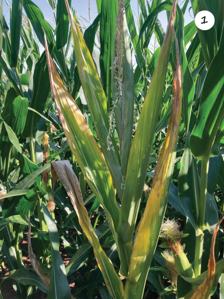 GOSS’S WILT OF MAIZE: What producers should know - SA Grain