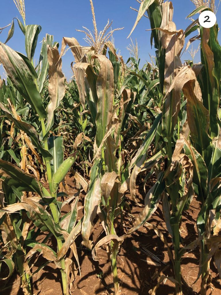 GOSS’S WILT OF MAIZE: What producers should know - SA Grain