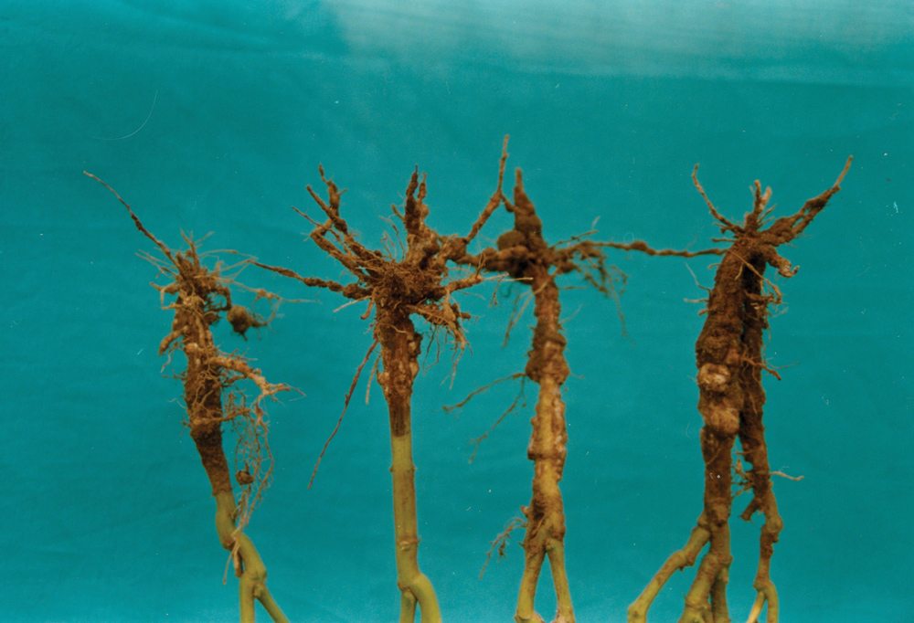 Seedling blights, damping off and root rots of DRY BEANS - SA Grain