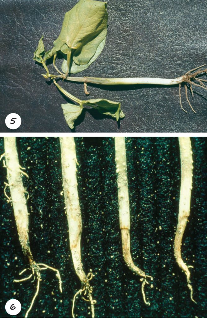 Seedling blights, damping off and root rots of DRY BEANS - SA Grain