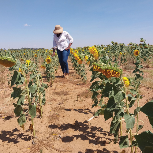 CA improves SOIL HEALTH and CROP YIELD - SA Grain