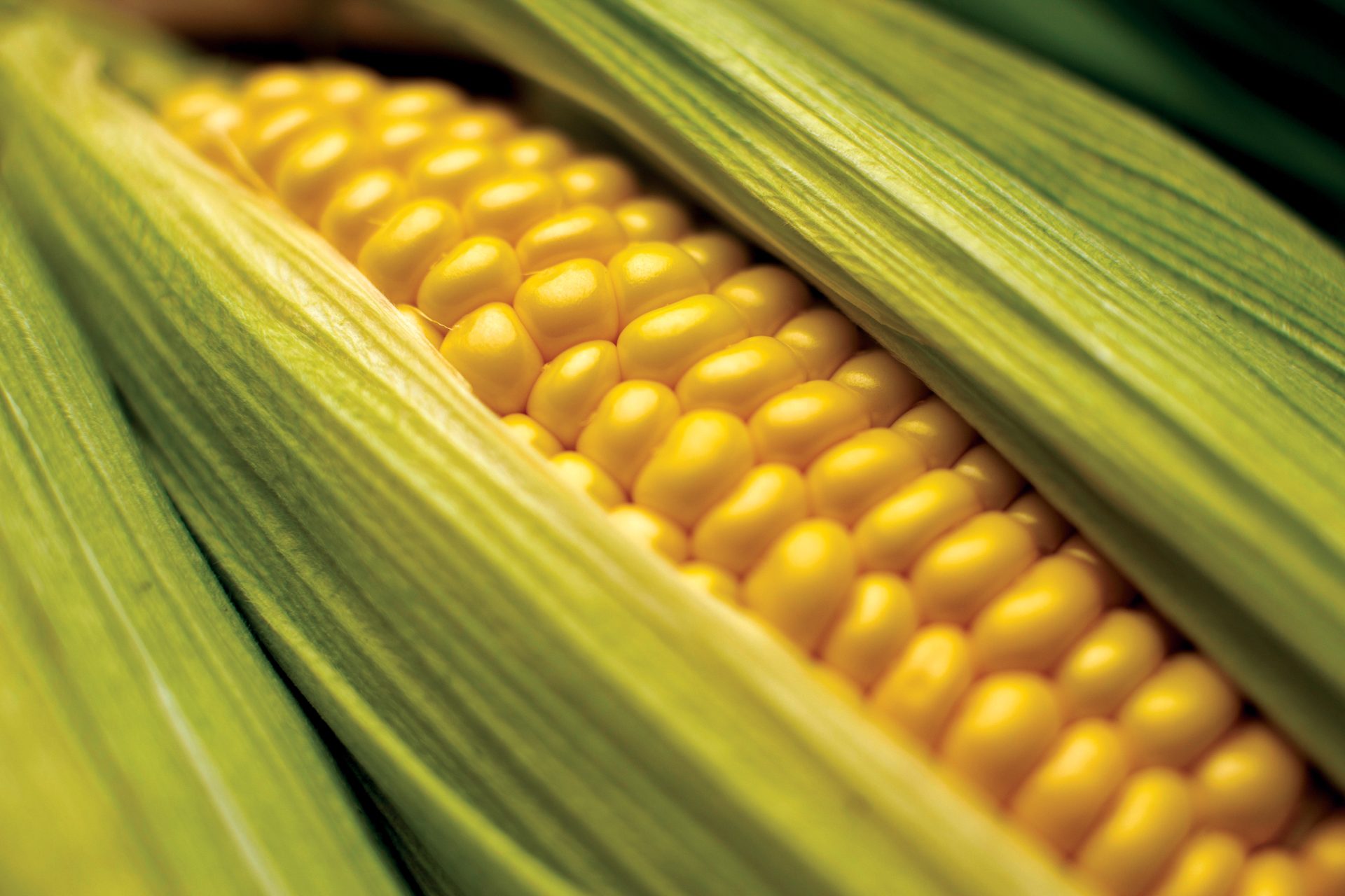 Die bewese troefkaart teen hardnekkige onkruide in mielies - SA Grain