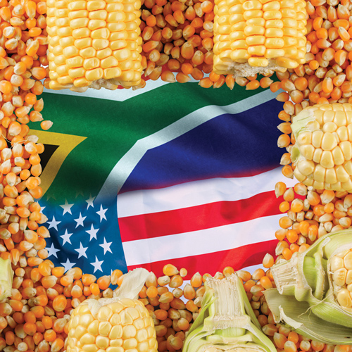Maize: understanding local grading and global standards - SA Grain