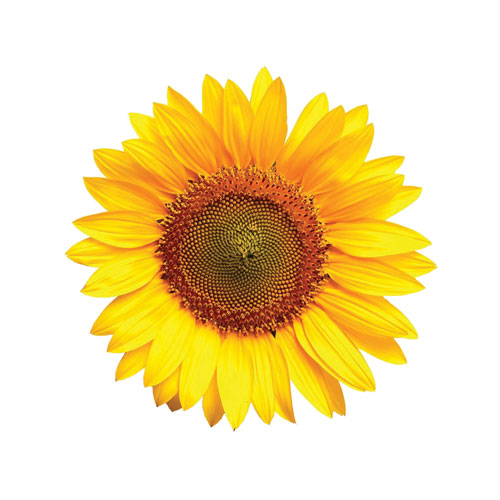Planting time and hybrid choice: keys to successful sunflower ...