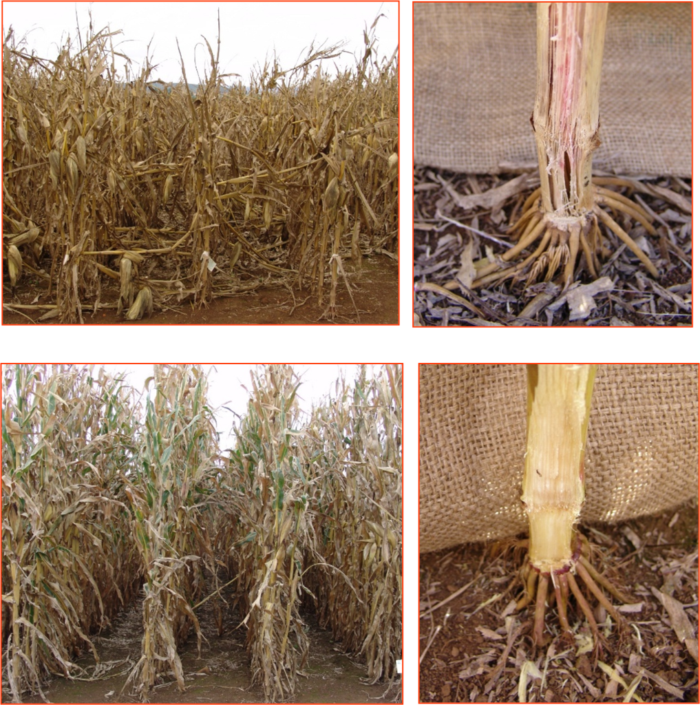 Staygreen in maize: the science behind the term - SA Grain