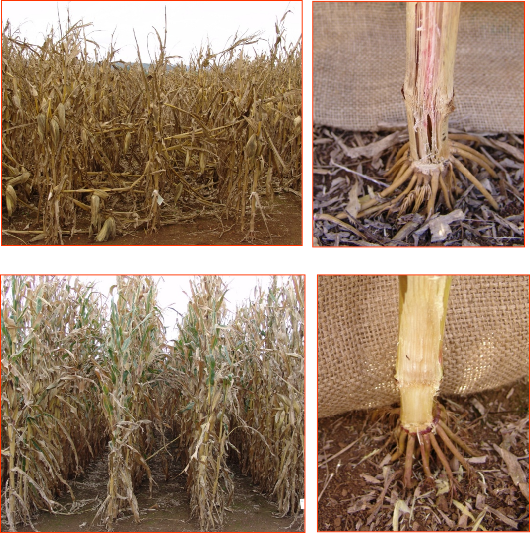 Staygreen in maize: the science behind the term - SA Grain