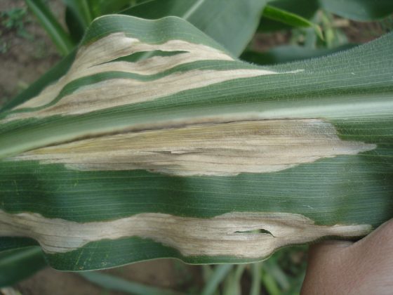 The big five maize leaf diseases: identification and management - SA Grain
