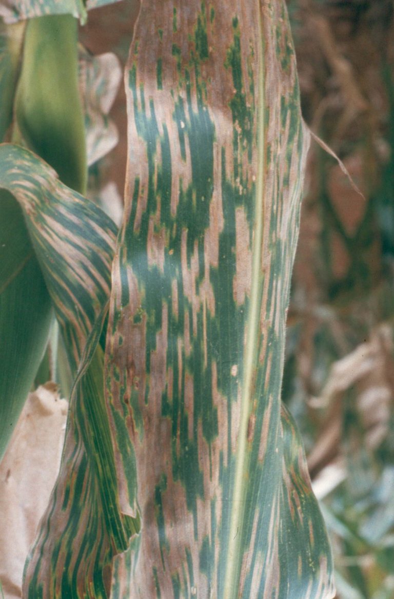 The big five maize leaf diseases: identification and management - SA Grain