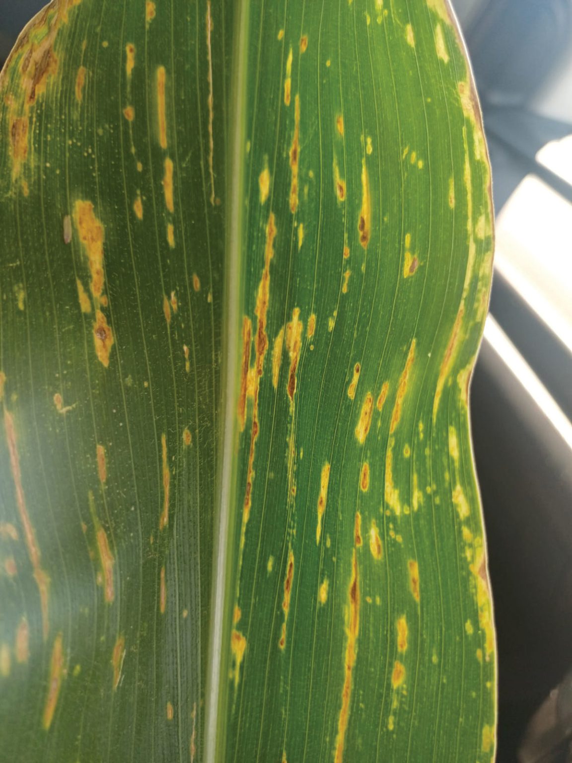 The big five maize leaf diseases: identification and management - SA Grain