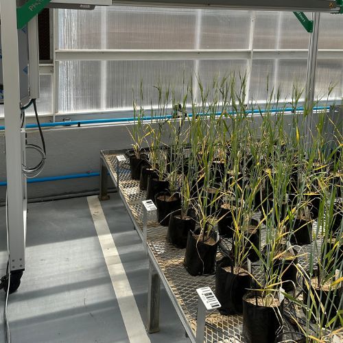 Future-fit grain research infrastructure and innovation - SA Grain